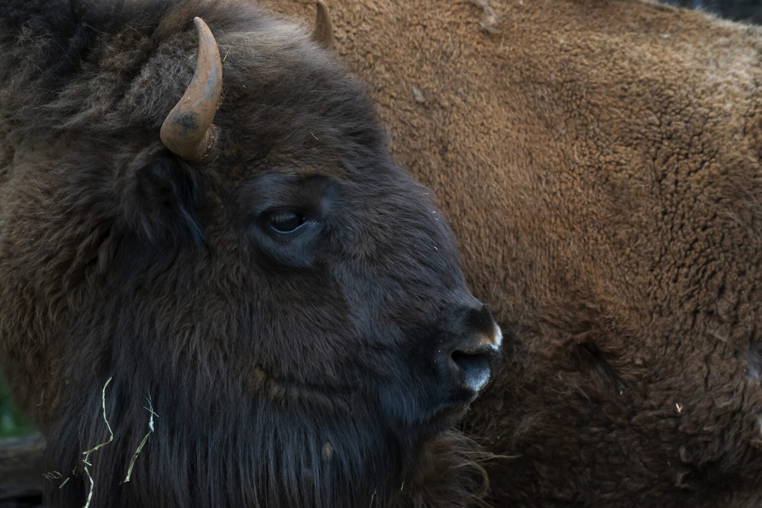 How Spain’s reintroduced bison are helping regrow the land amid the ...