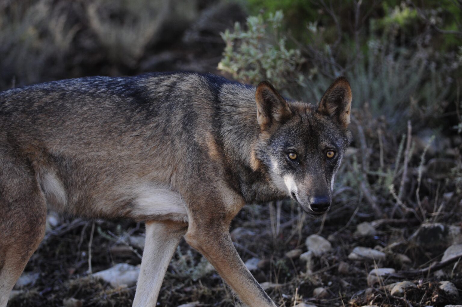 Outrage after region in Spain allows trophy hunters to keep severed ...