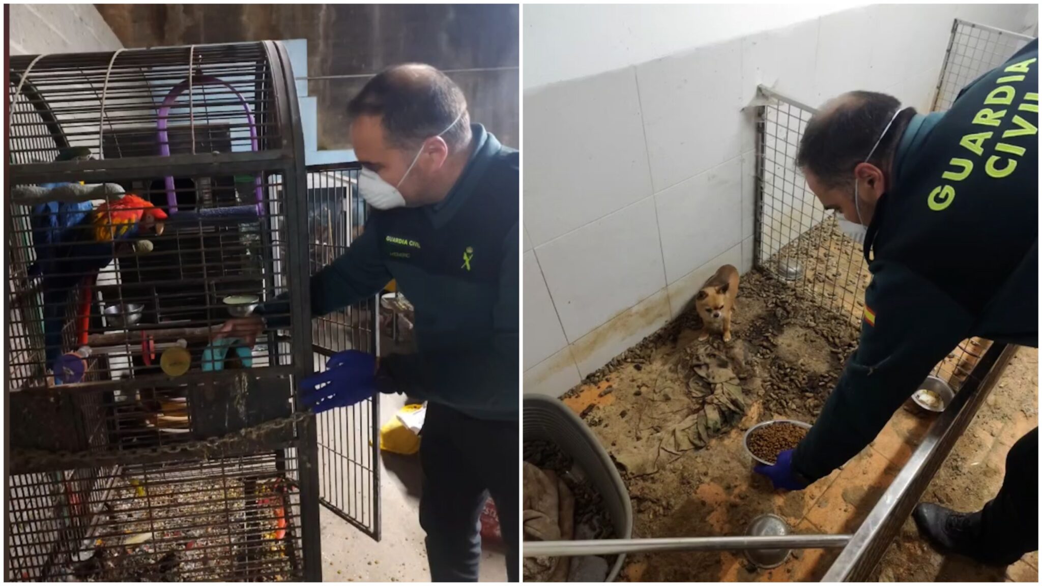 One arrested after police ‘discover 250 dead animals in illegal ...