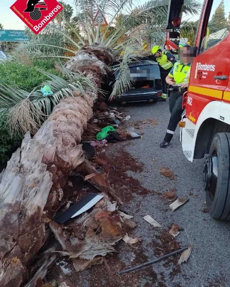 Driver, 22, is killed by falling palm tree smashing into his car on ...
