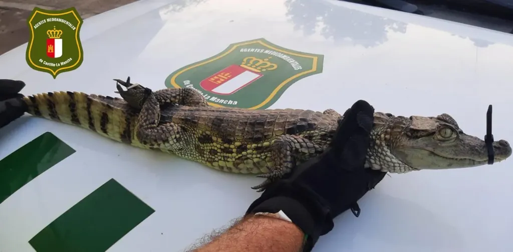 Exotic alligator is rescued from reservoir after being dumped by owners ...