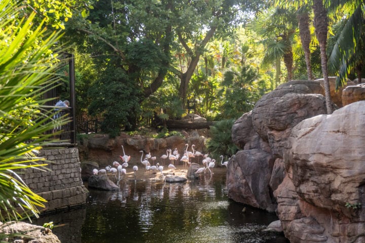 BIOPARC Fuengirola: 365 Days of Conservation on the Costa del Sol ...