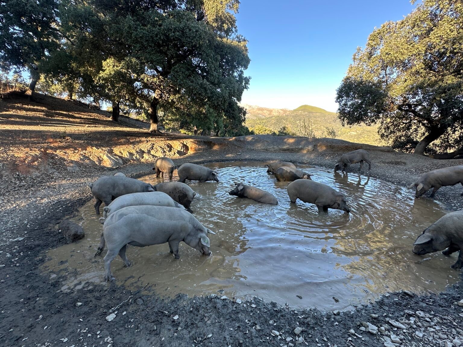 The Genal Valley’s incredible copper forest is the perfect winter escape, especially to visit ...