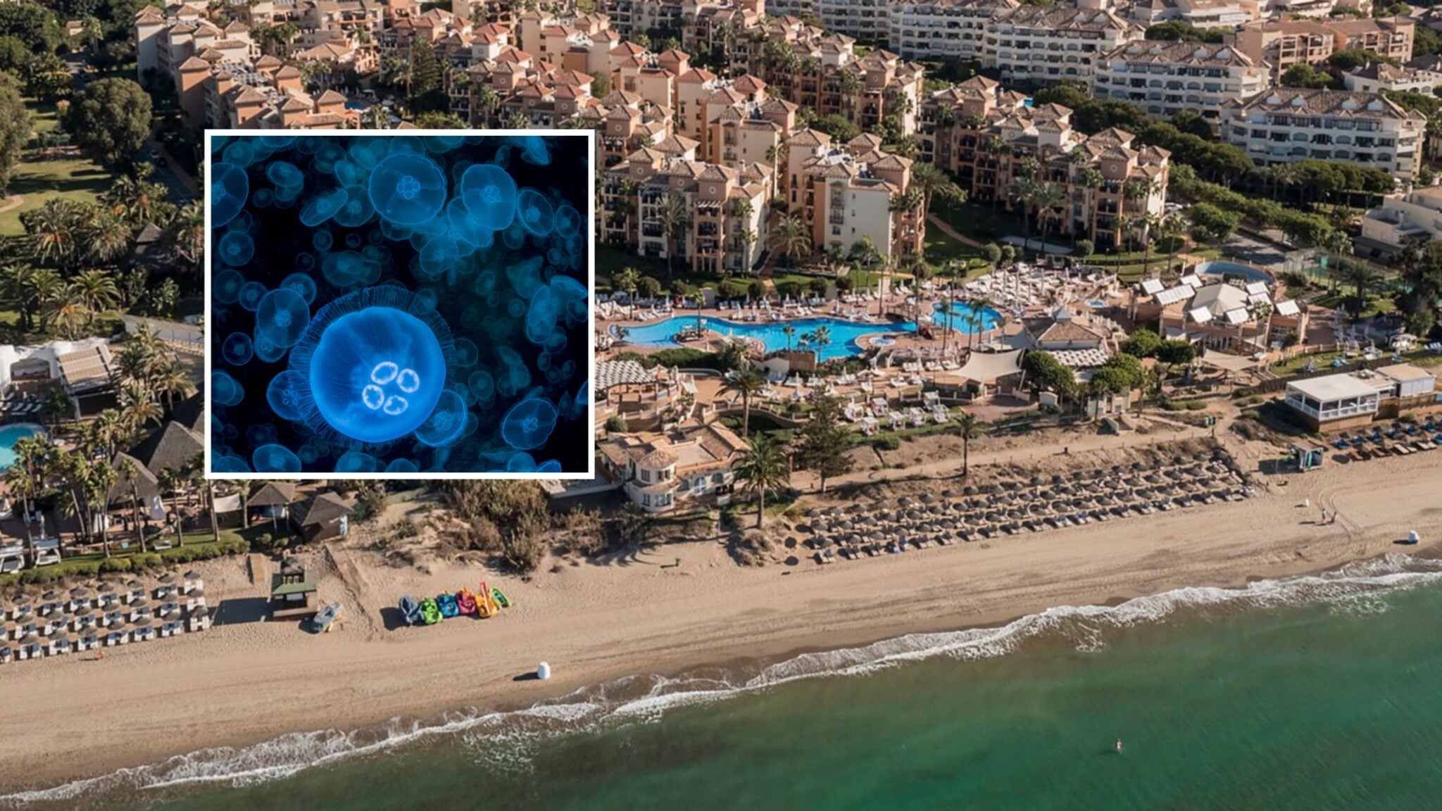 jellyfish - Olive Press News Spain