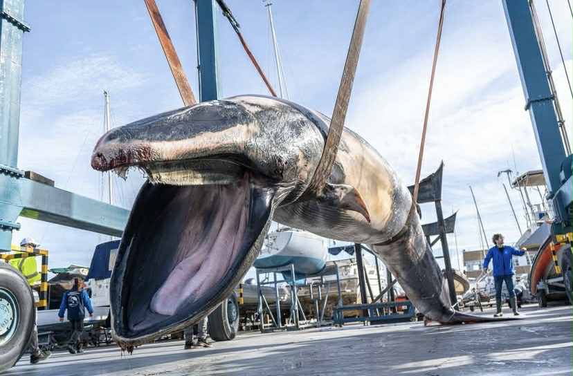 Nine-metre whale is found floating in Valencia port