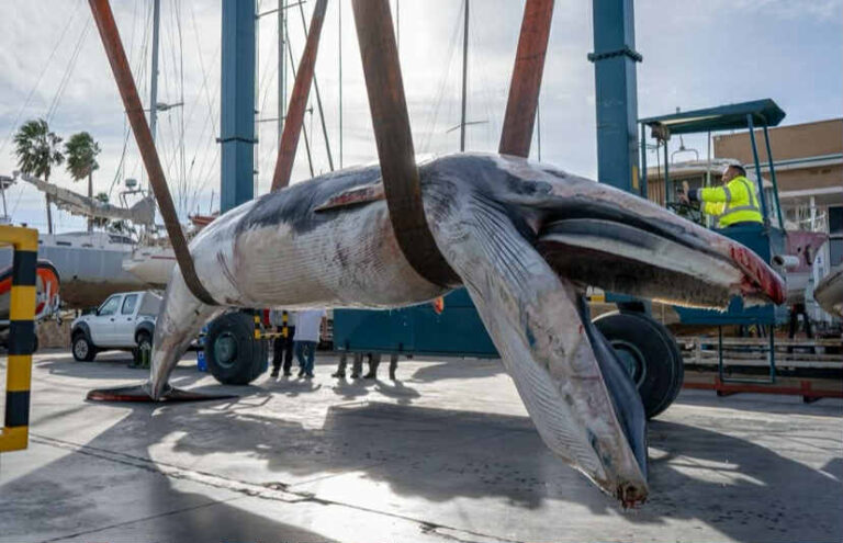 Nine-metre whale is found floating in Valencia port