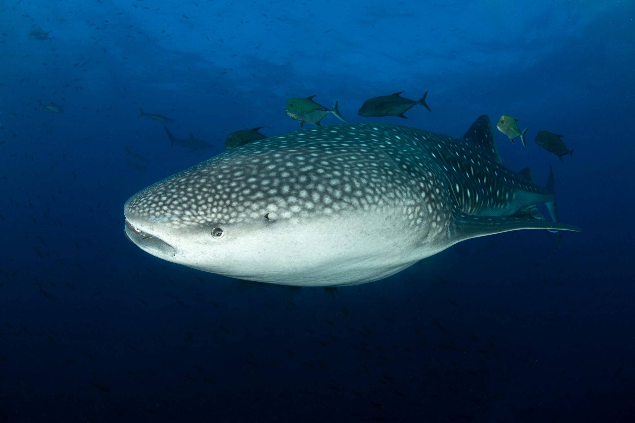 Giant whale shark spotted in the Strait of Gibraltar