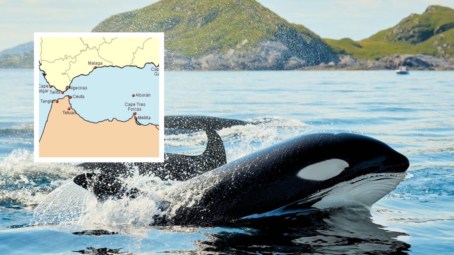 Orca encounters in the Strait of Gibraltar have collapsed by 80%