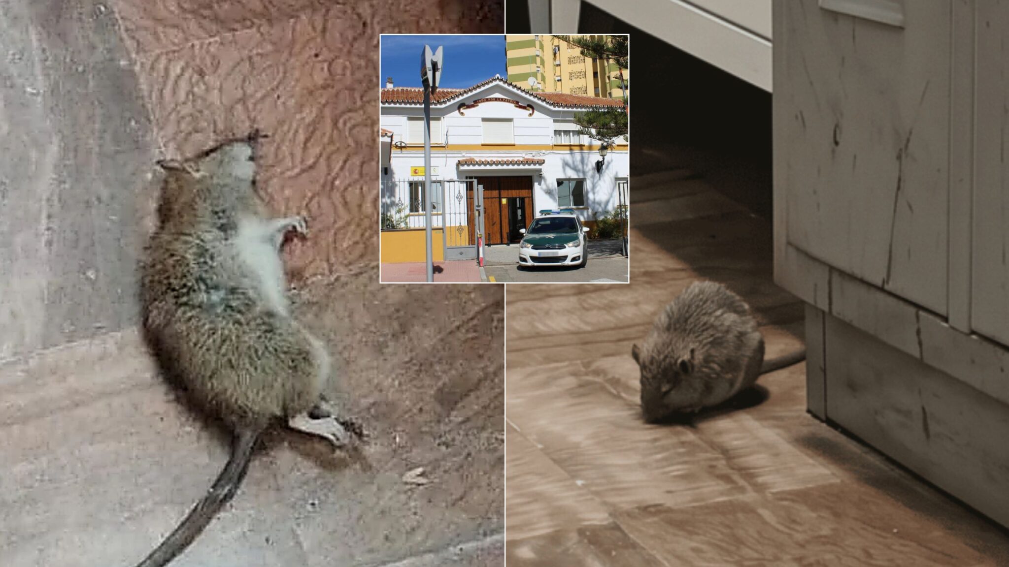 Costa del Sol police station battles severe rat infestation
