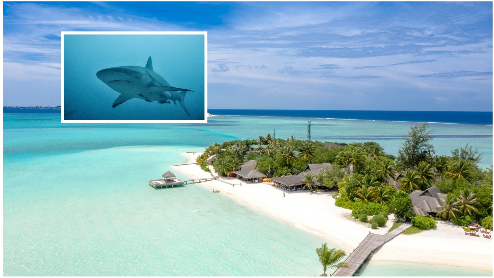 shark attack maldives - Olive Press News Spain
