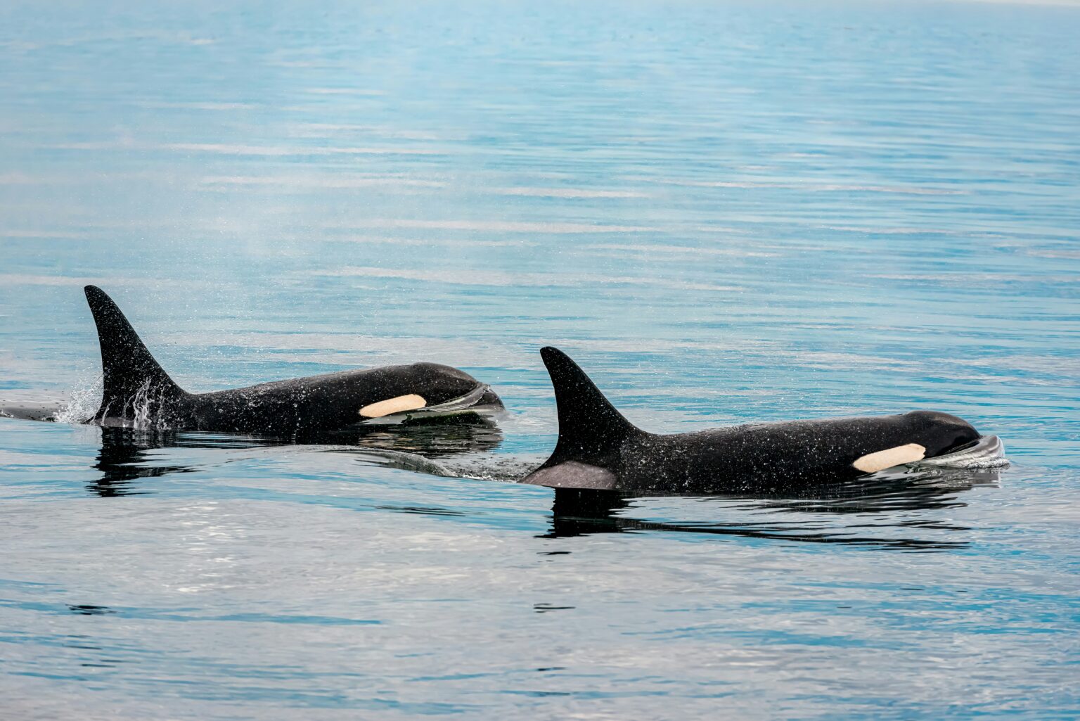 Orca encounters in the Strait of Gibraltar have collapsed by 80%