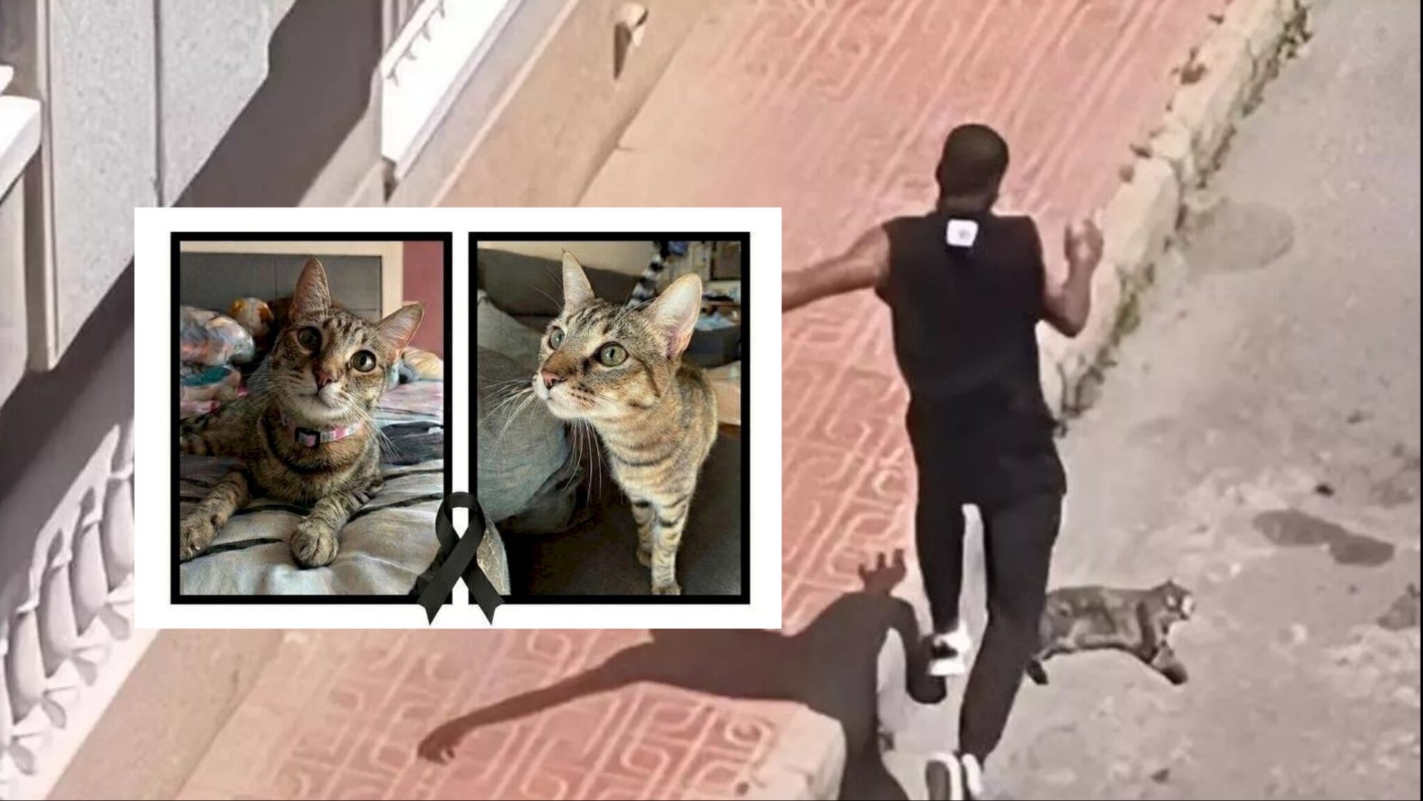Brutal Torrevieja cat killer to be deported from Spain