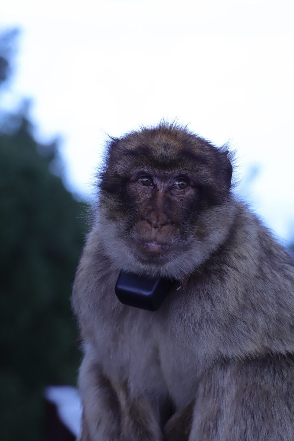 Gibraltar monkeys fitted with GPS collars to track Rock movements