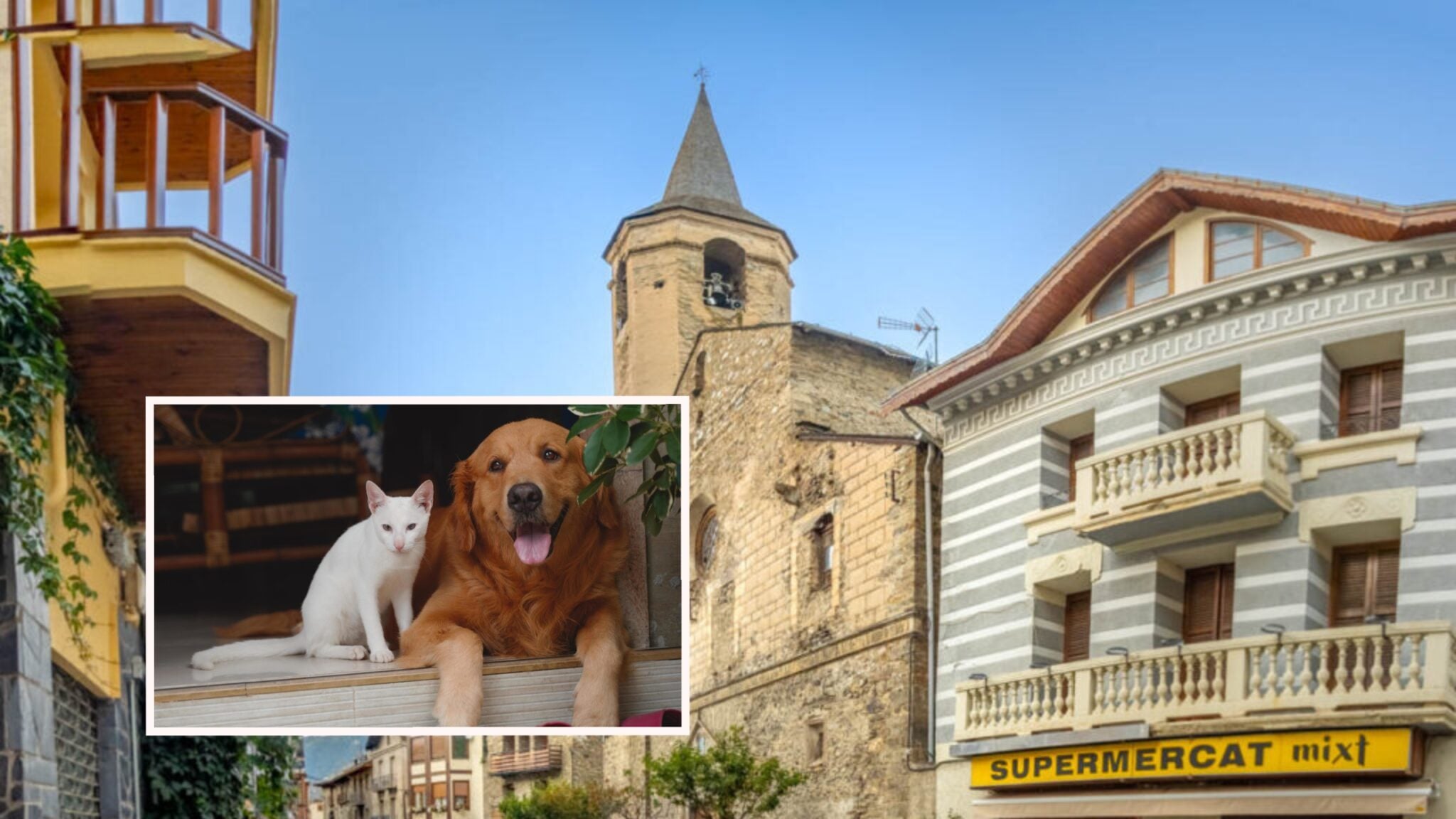 Manhunt after pet poisoner kills 12 cats and injures four dogs in Catalunya