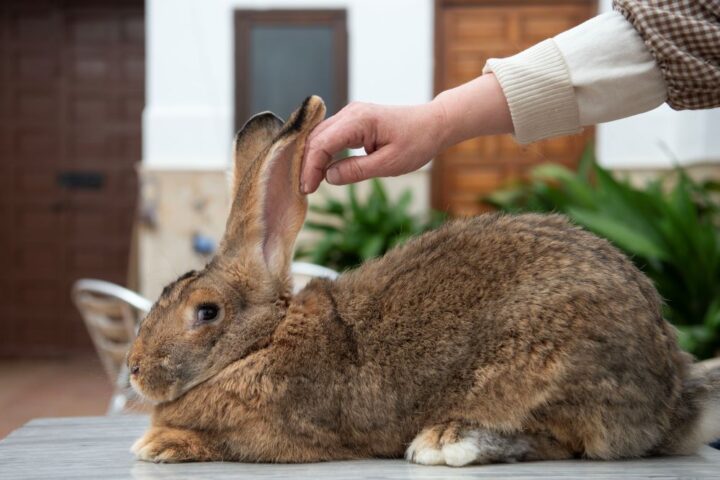 Spanish nuns saving endangered giant rabbit from extinction