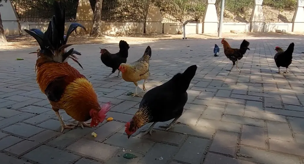 Torrevieja's 'shock' plan to clear out 700 feral fowl from city streets