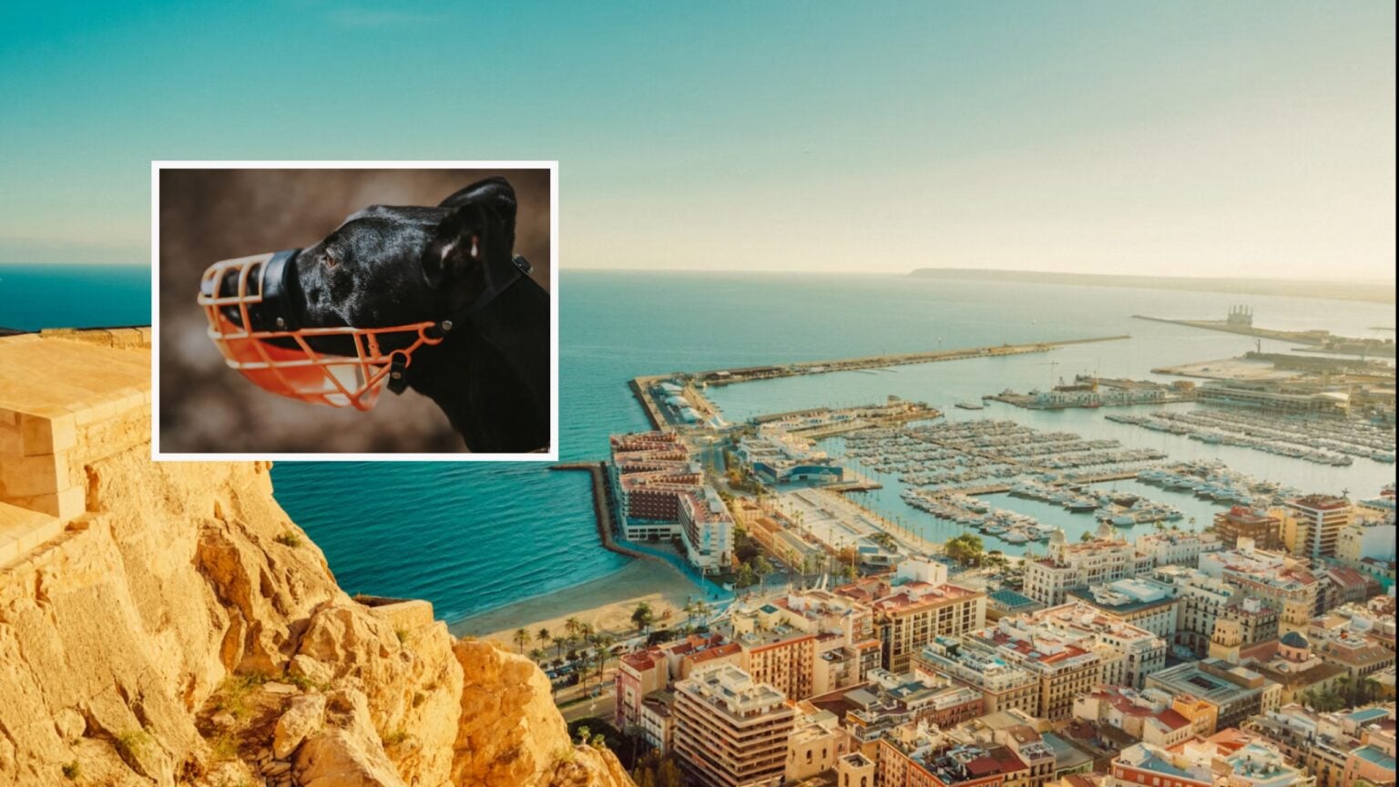 'Dangerous' dog attacks four people including child in Alicante